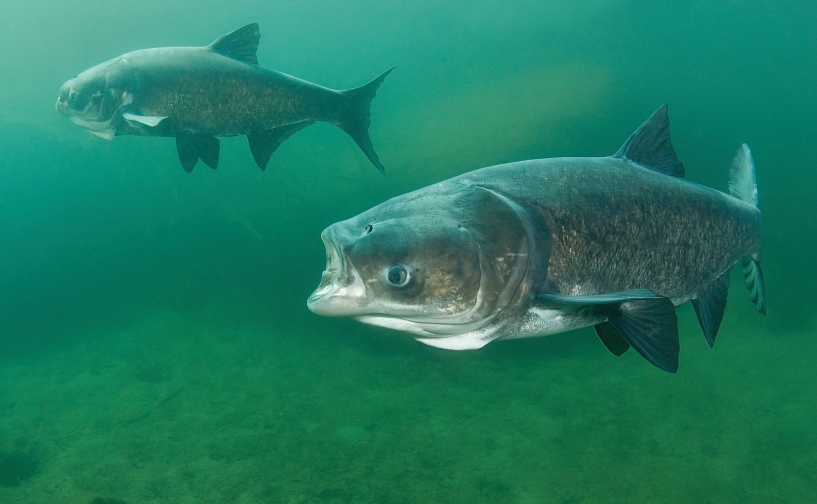 Hypophthalmichthys nobilis (Richardson, 1845)